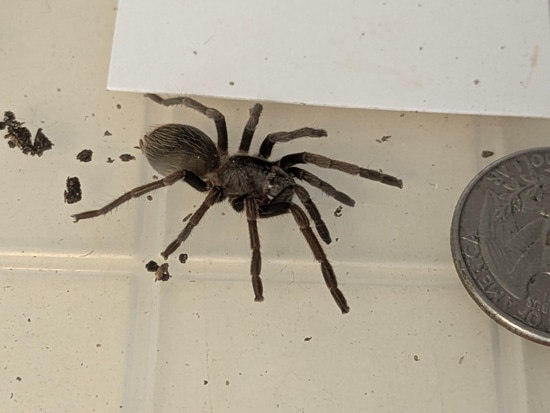 Cyrtopholis Sp. Hato "Caribbean Blue And Orange" Tarantula by ...