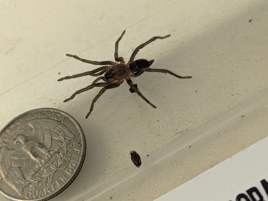 Acanthogonatus Pissi - Chilean Golden Tiger Funnel-Web Spider by ...