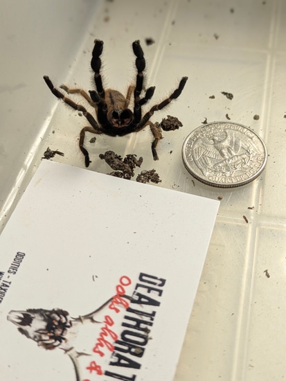 Phormingochilus Sp. Rufus "Peach Earth Tiger" Tarantula by ...