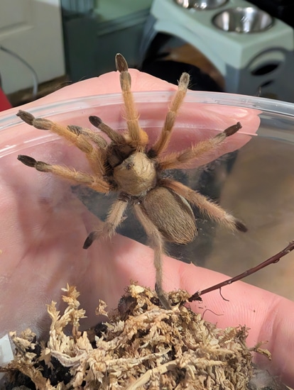 A. Moderatum "rio Grande Gold Tarantula by Deathorations LLC