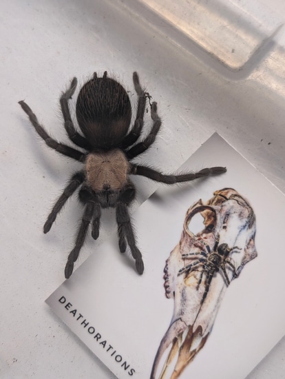 Brachypelma Albiceps "Mexican Golden Red-rump" Tarantula by ...