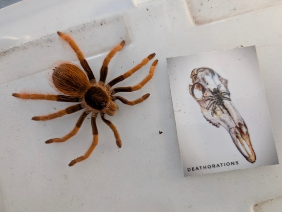 Megaphobema Robustum "Colombia Giant" Tarantula by Deathorations LLC