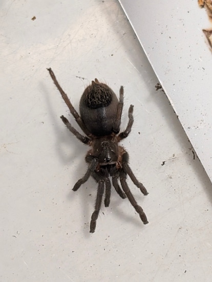 Aphonopelma Seemanni "Costa Rican Zebra" Tarantula by Deathorations LLC