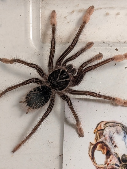 Theraphosa Apophysis "Pink Foot Goliath " Tarantula by Deathorations LLC