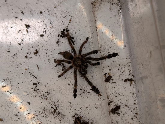 Psalmopoeus Reduncus "Costa Rican Orange Mouth" Tarantula by ...