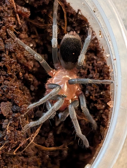 Bumba Horrida Tarantula by Deathorations LLC