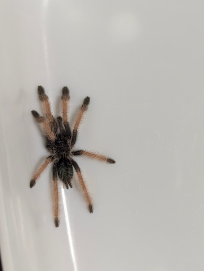 Psalmopoeus Emeraldus "Emerald Chevron" Tarantula by Deathorations LLC