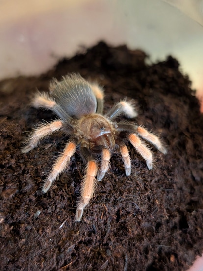 Brachypelma Boehmei "Mexican Fire Leg" Tarantula by Deathorations LLC