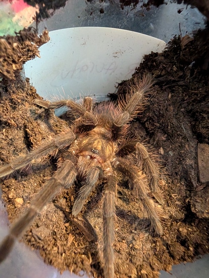 Phormictopus Auratus " Cuban Bronze" Tarantula by Deathorations LLC
