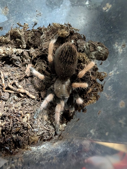 Aphonopelma Bicoloratum "blood Leg Tarantula by Deathorations LLC