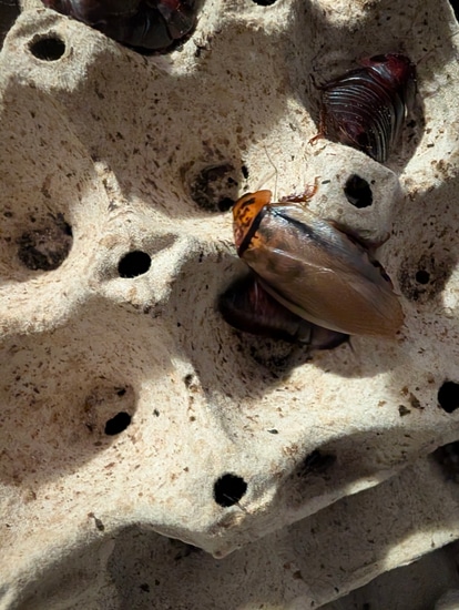 Eublaberus Sp. Posticus"Orange Head Cockroach by Deathorations LLC