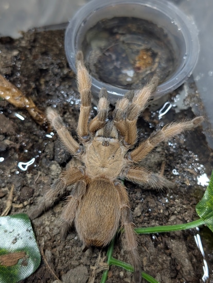 Aphonopelma Moderatum "Rio Gold Tarantula by Deathorations LLC