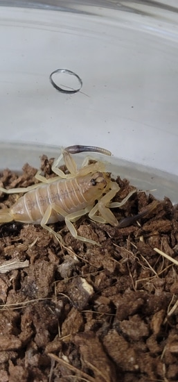 3i-4i Androctonus Australis "Hector Morph Scorpion by Rix Toxix
