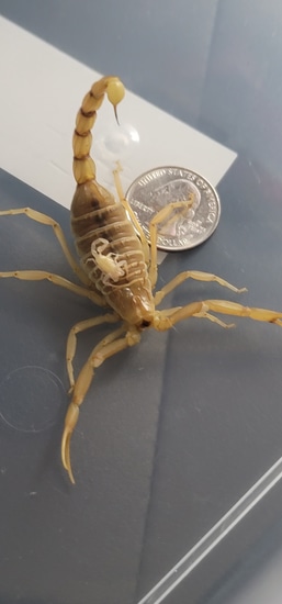 🔥 2i Leiurus Jordanensis ALBINO Black Deathstalker Scorpion by Rix Toxix