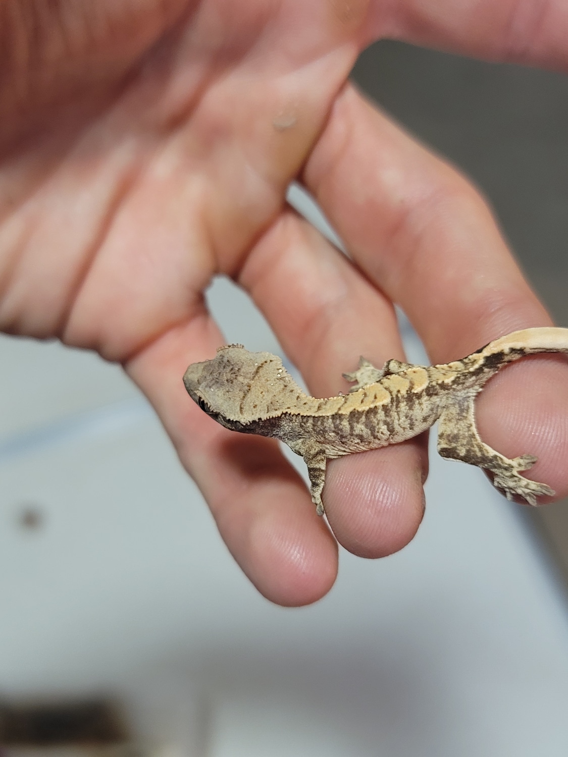 Crested Gecko by DeathStar Gecko's - MorphMarket