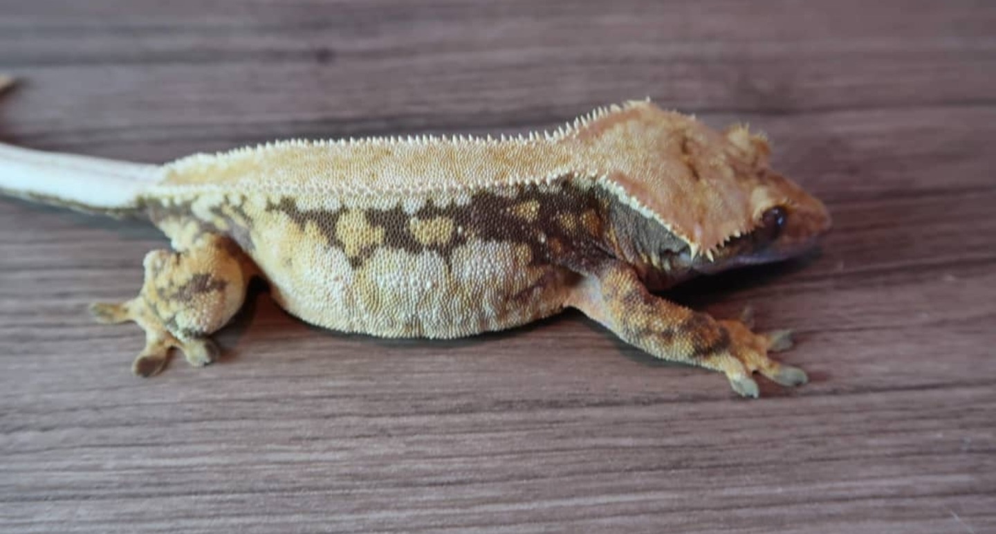 RTB Crested Gecko by DeathStar Gecko's - MorphMarket
