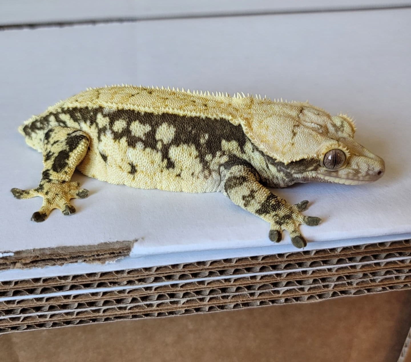 Proven Female Crested Gecko by DeathStar Gecko's - MorphMarket