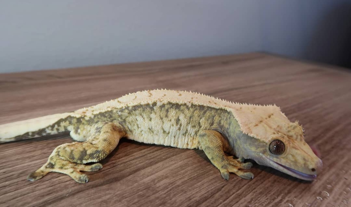 RTB Male Crested Gecko by DeathStar Gecko's - MorphMarket