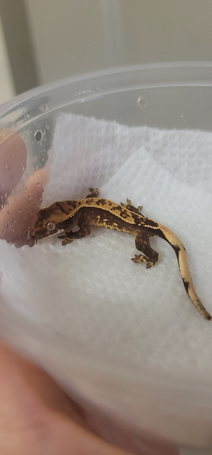 Crested Gecko by DeathStar Gecko's - MorphMarket