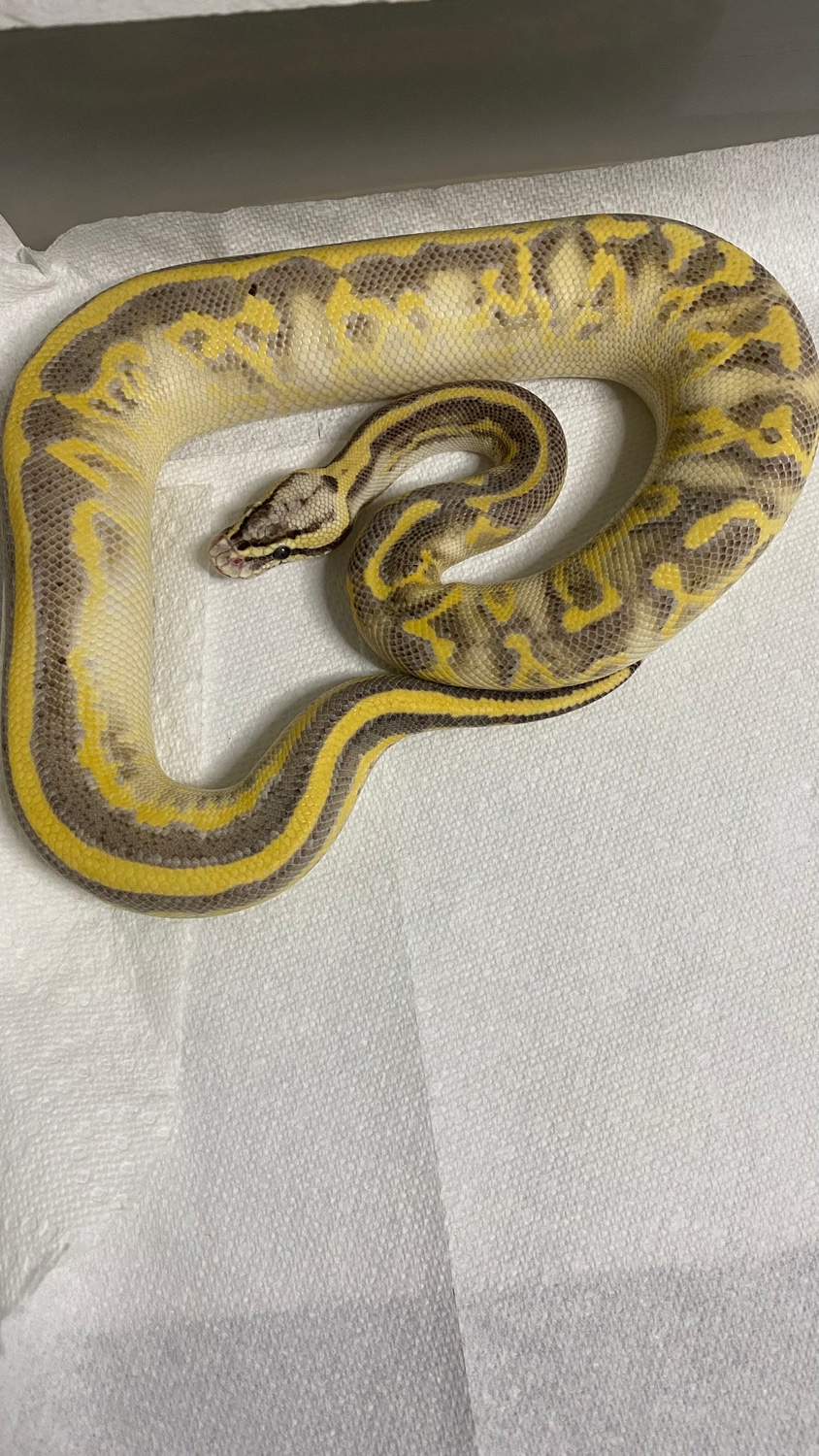 Leo, Pastel, Highway Ball Python by Repturnal Exotics - MorphMarket