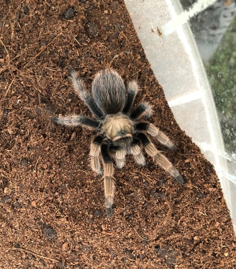 Tucson Blonde (Aphonopelma Chalcodes) Tarantula by Bold City Reptiles