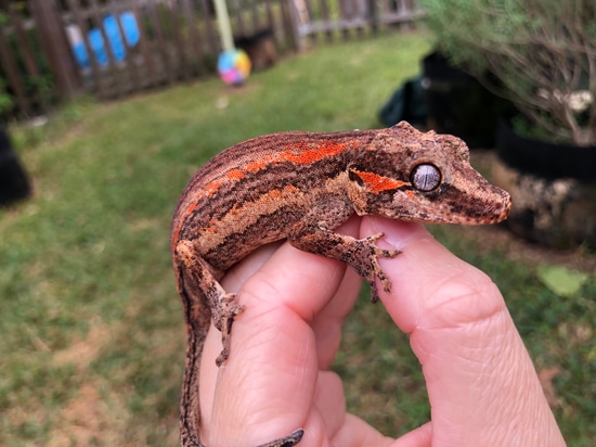 Phantom Eye Orange Super Stripe Gargoyle Gecko by Bold City Reptiles