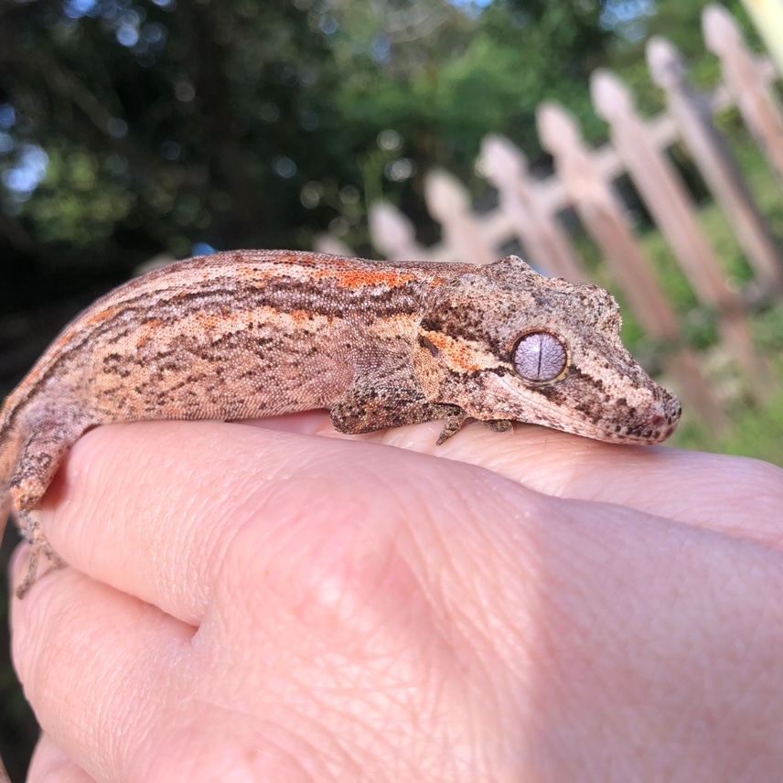 Orange Stripe Pos Phantom Eye Gargoyle Gecko by Bold City Reptiles ...
