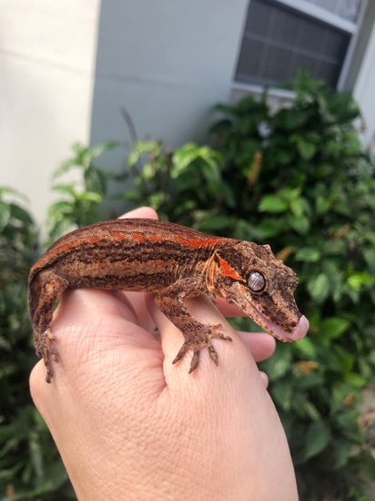 Orange Super Stripe Phantom Eye Gargoyle Gecko by Bold City Reptiles