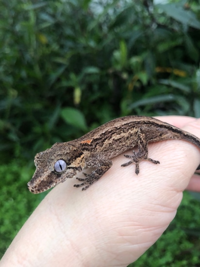 Super Stripe Pos Phantom Eye Gargoyle Gecko by Bold City Reptiles