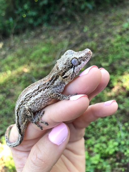 Super Stripe Pos Phantom Eye Gargoyle Gecko by Bold City Reptiles