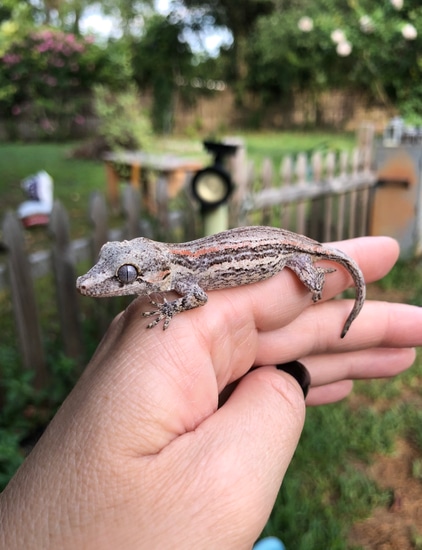 Super Stripe White Base Pos Phantom Eye Gargoyle Gecko by Bold City ...