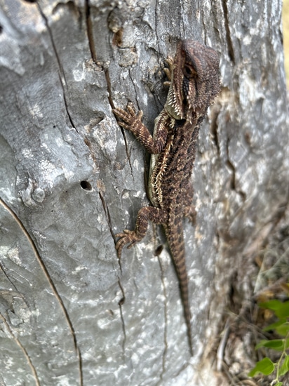 100% Red Monster Pos Het Hypo Central Bearded Dragon by BigGloBeardies3X