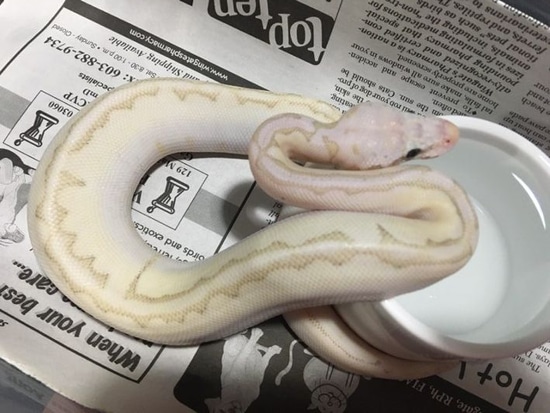 Bamboo Ball Python by Debs Exotics