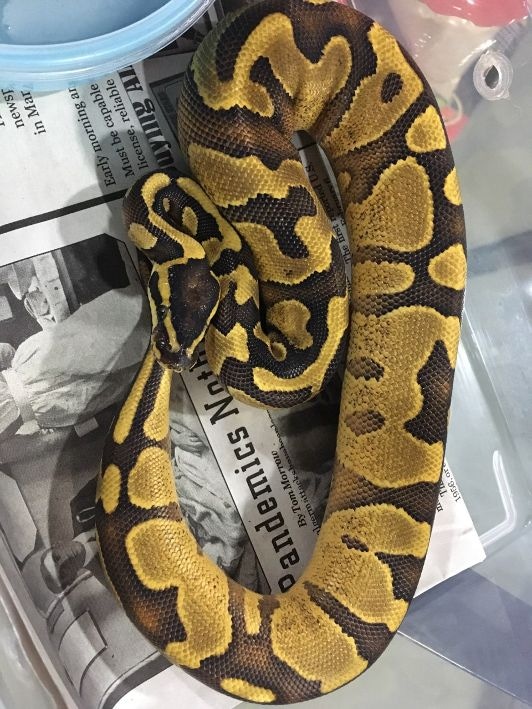 Orange Dream Enchi Yellow Belly Ball Python by Debs Exotics - MorphMarket