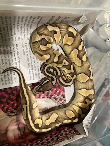 Pastel Lesser Butter Enchi Reduced Ball Python by Debs Exotics