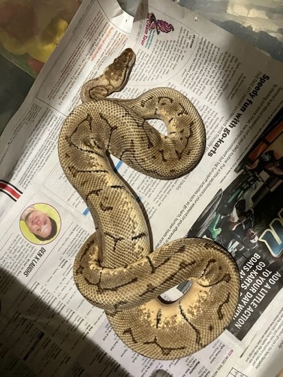 Lemon Blast Ball Python by Debs Exotics