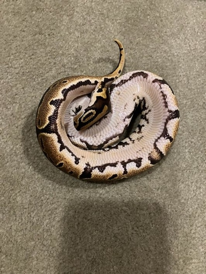 Het Clown Het Pied Ball Python by Debs Exotics