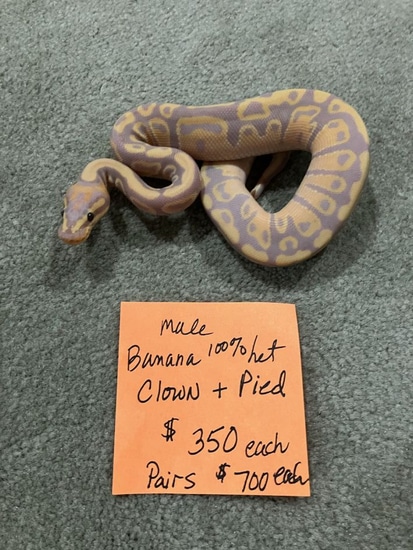 Banana Het Clown Het Pied Ball Python by Debs Exotics