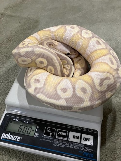Super Pastel Banana Ball Python by Debs Exotics