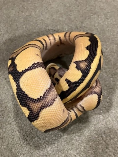 Firefly Orange Dream Yellowbelly Ball Python by Debs Exotics