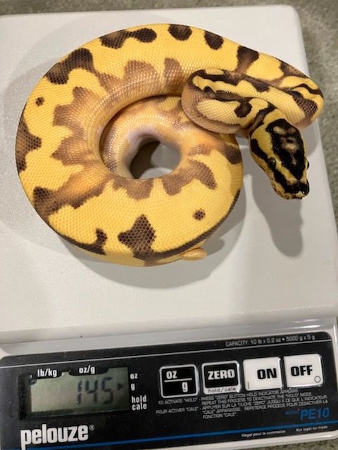 Orange Dream Enchi Yellowbelly Fire Pastel Ball Python by Debs Exotics - MorphMarket