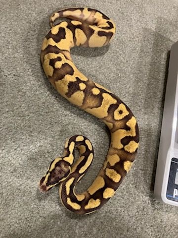 Orange Dream Yellowbelly Pastel Enchi Ball Python by Debs Exotics ...