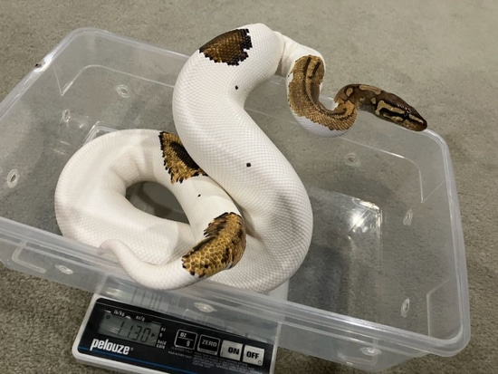 Yellow Belly Pied Ball Python by Debs Exotics
