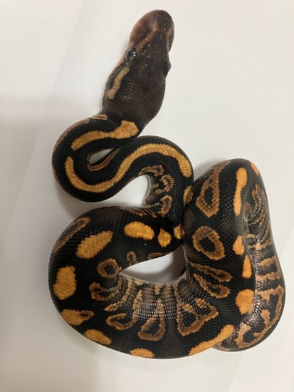 Black Pastel Orange Dream Ball Python by Debs Exotics