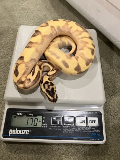 Orange Dream Superfly Enchi Ball Python by Debs Exotics