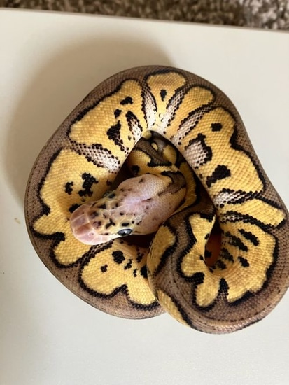 Pastel Clown Het Pied Ball Python by Debs Exotics