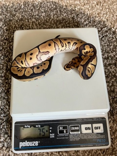 Enchi Clowns Het Pied Ball Python by Debs Exotics