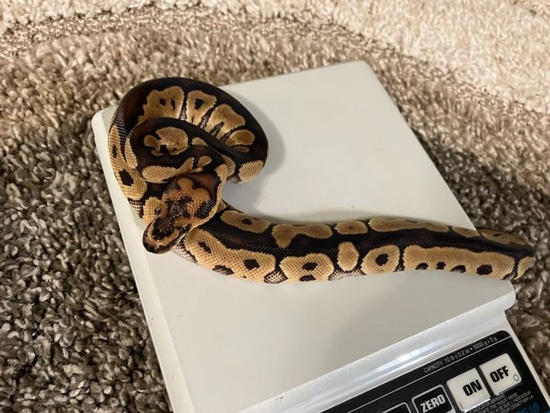 Clown 66 % Het Pied Ball Python by Debs Exotics