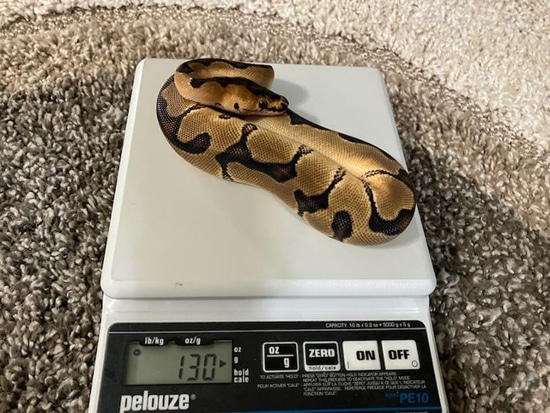 Enchi Clown 66 % Het Pied Ball Python by Debs Exotics