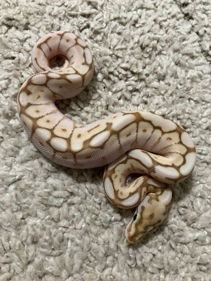Butter Banana Spider Ghost Ball Python by Debs Exotics